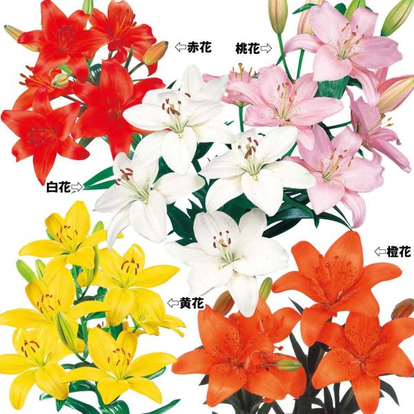 ●セット内容：すかしユリ赤花・すかしユリ黄花・すかしユリ白花・すかしユリ桃花・すかしユリ橙花 各8球●学名・英名：Lilium●商品情報：大人気のお買得すかしゆりの球根。●お届け状態：球根●開花期：6月●草丈：80-120cm●耐寒性：強●...