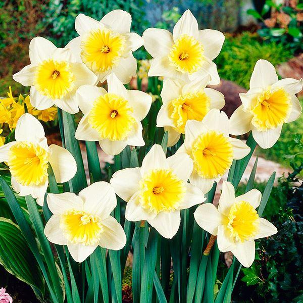 ●学名・英名：Narcissus Ice Follies●商品情報：クリーム色に黄色のカップ咲き水仙。咲き進むにつれカップの色は薄くなります。スイセンは育てやすく、植えっぱなしでも栽培でき、初心者にもおすすめです。●分類：2 W-W Lar...