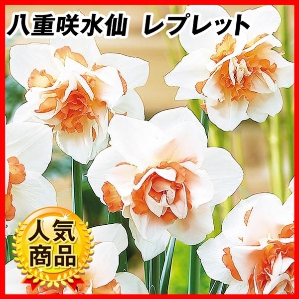 ●学名・英名：Narcissus Replete●商品情報：白弁と可愛いフリルを持ったサーモンピンクの花弁が重なる、八重咲の巨大水仙。人気!スイセンは育てやすく、植えっぱなしでも栽培でき、初心者にもおすすめです。●分類：4 W-P Doub...