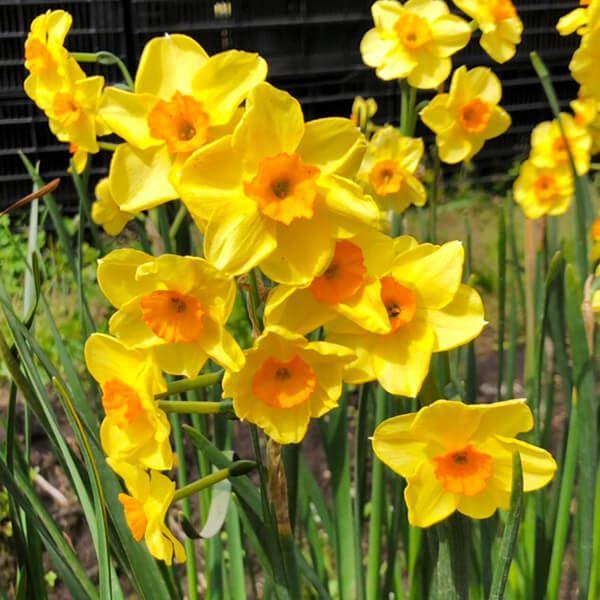 ●学名・英名：Narcissus Martinette●商品情報：黄色の花弁と橙色の小さなカップが愛らしい香り水仙。房咲き。スイセンは育てやすく、植えっぱなしでも栽培でき、初心者にもおすすめです。●分類：8 Y-O Tazetta●お届け状...