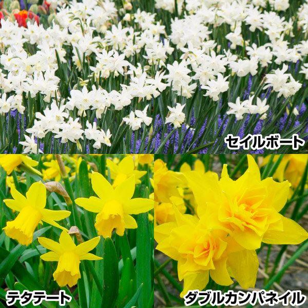セット内容ダブルカンパネイル・テタテート・セイルボート 各5球●学名・英名：Narcissus●商品情報：テターテート：草丈も花も小さくて可愛いミニの香り水仙。セイルボート：純白の房咲きの香り水仙。ダブルカンパネイル：鮮やかな黄色の花弁が重...