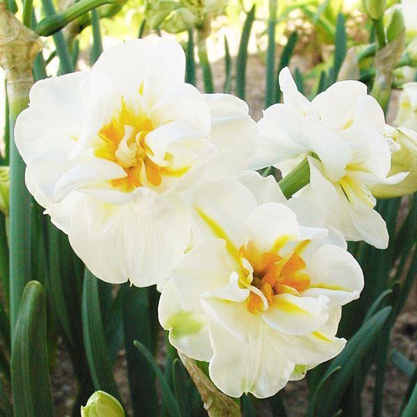 ●学名・英名：Narcissus Sir Winston Churchill●商品情報：白花弁にオレンジ色が混じる八重咲き香り水仙。スイセンは育てやすく、植えっぱなしでも栽培でき、初心者にもおすすめです●分類：4 W-O Double Da...