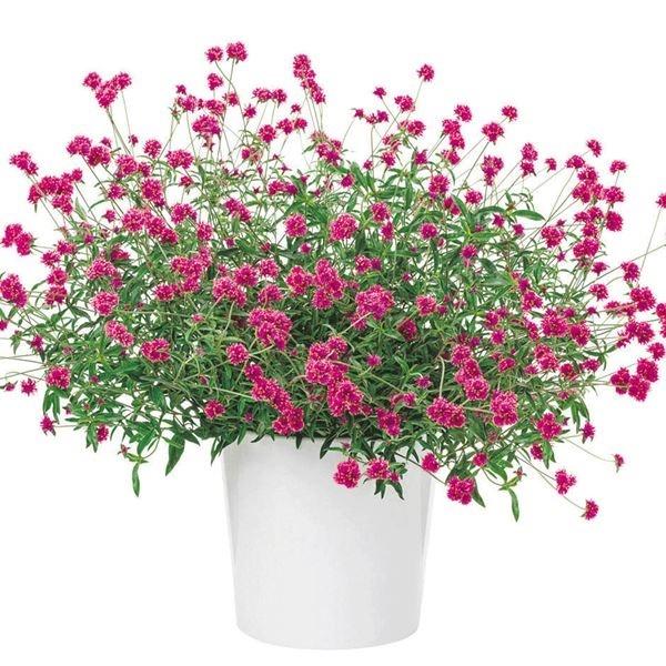 商品情報咲きあふれる愛の花♪ 一般的な品種に比べ、分枝性に優れています。連続開花性も抜群で、晩秋まで咲き続けます。丈夫で育てやすく、花壇や寄せ植えに最適な千日紅です。切花やドライフラワーとしてもお楽しみ頂けます。登録名：PAST0517Eお...