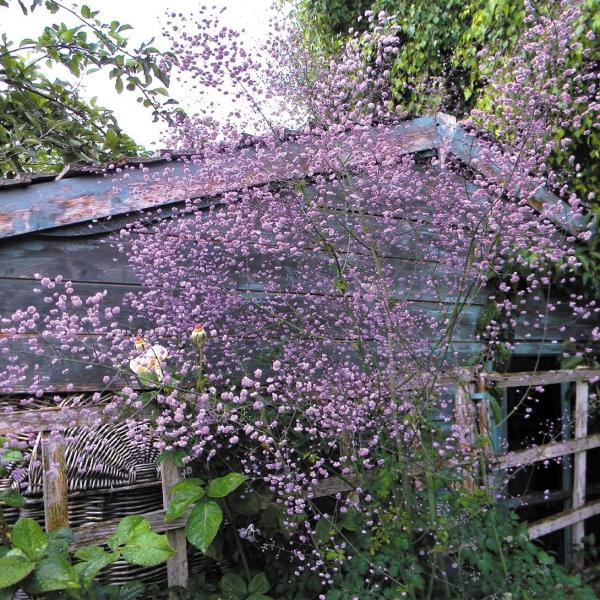 ●商品情報よく分枝し、花つき抜群で、繊細な印象の小花が枝いっぱいに咲き溢れ、幻想的なイメージに。耐寒性高く地植えでも越冬可能です。●お届け状態9cmポット苗●分類多年草●草丈(約)60〜150cm●開花期6〜9月●日照日なた(夏：半日陰)●...