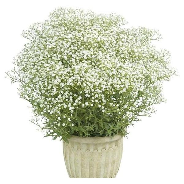 商品情報従来種に比べ草丈が低く株がまとまりやすいかすみ草で、花壇でも美しい花姿を楽しめます。切花・アレンジにも大活躍！お届け状態ポット苗分類多年草開花期6〜8月草丈40〜80cm日照日なた・半日陰耐寒性強用途庭・鉢・切花