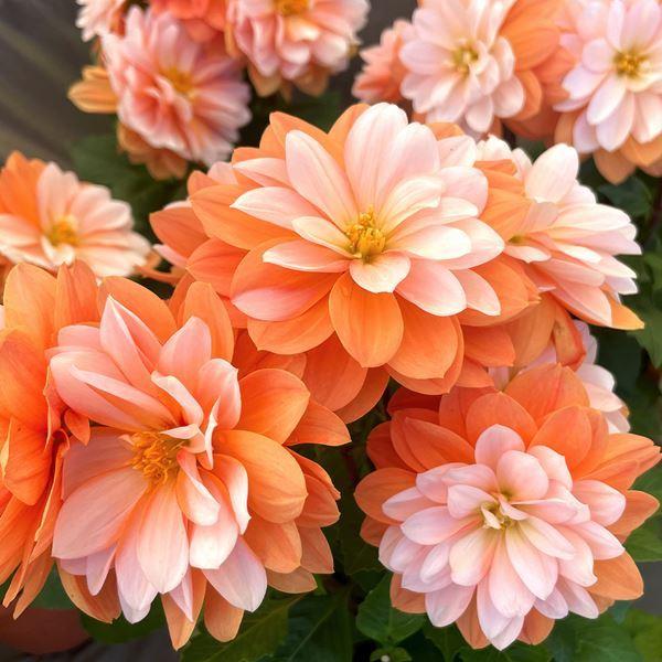 ●商品情報オレンジとホワイトの2色が入り混じるバイカラー!花ごとに2色の割合が変わり、単色で開花することも。耐暑性あり、日本の夏にも耐えられます。   ●お届け状態9cmポット苗   ●分類多年草   ●草丈40〜50cm   ●開花期春、...