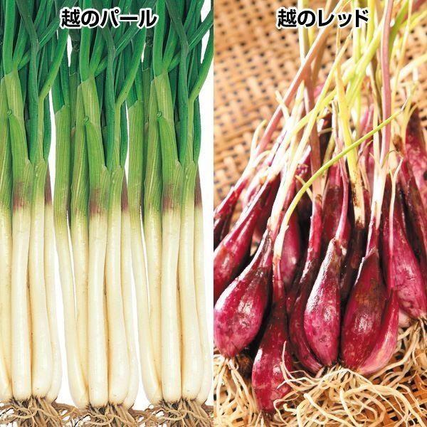 ●商品情報：らくだ系在来ラッキョウと淡路中高黄タマネギ交配の「越のレッド」とらくだ系ラッキョウと浅黄系九条ネギの交配の「越のパール」をセットでお届け。シャキシャキ食感で、葉から球まで使え、炒め物や天ぷら・ヌタなどにオススメ! 病害虫に強く栽...