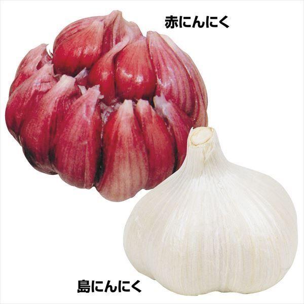 ●商品情報沖縄県の「島にんにく」と、山口県の「赤にんにく」のご当地ニンニクセット!島ニンニク250ｇ・赤ニンンク10片●お届け状態種球●収穫期5〜6月●日照日なた●耐寒性強●栽培適地畑●ご注意※写真は収穫後のイメージです※お送りする種球はり...