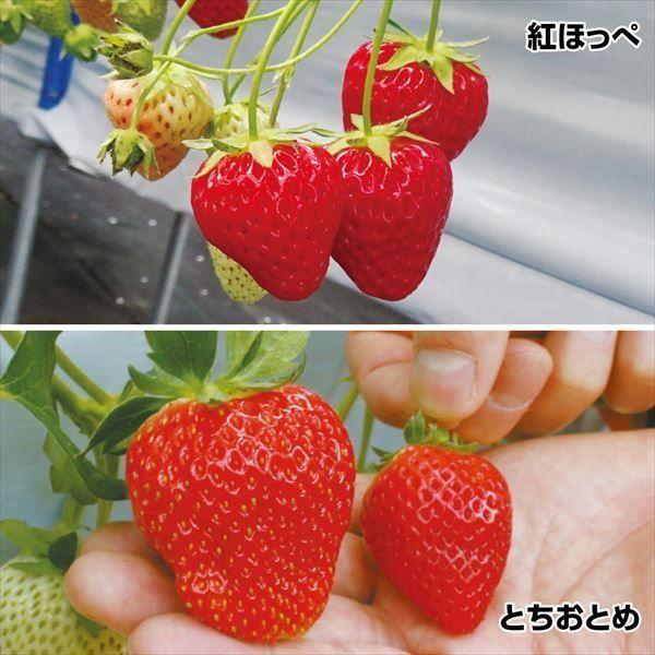 ●セット内容：紅ほっぺ 3株、とちおとめ 3株●商品情報：大粒で濃厚なコクのあるとっても美味しいグルメなイチゴのセット！●お届け状態：ポット苗●収穫期：5〜6月●耐寒性：強●日照：日なた●分類：多年草●備考：※写真は収穫物のイメージです。