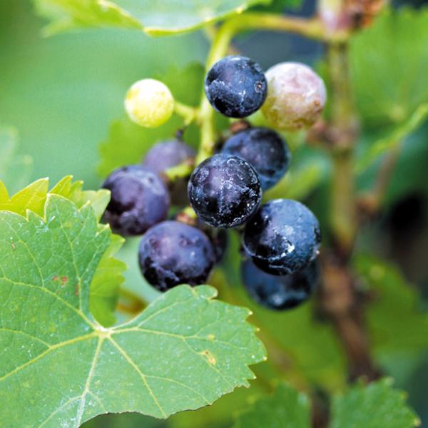 有用植物●商品情報：秋の訪れを感じさせる甘酸っぱい果実を生食やジュースに。１本で実る。●分類：つる性落葉樹●お届け状態：ポット苗●収穫期(約)：9~10月●日照：日なた●耐寒性：強/寒冷地でも地植えOK