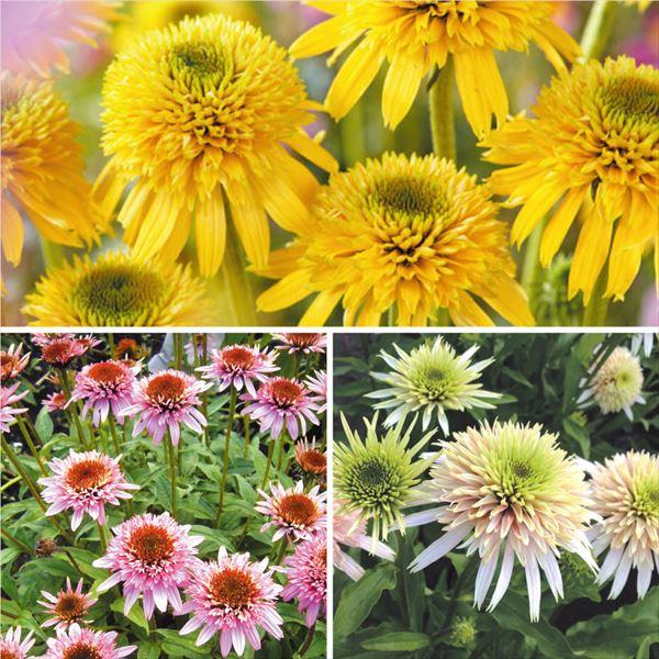 ●商品情報欧米で万能ハーブとして大人気のエキナセア! 身体の活性ＵＰ!!●お届け状態：ポット苗●分類：多年草●開花期(約)：6〜9月●草丈(約)：30〜70cm●日照：日なた●耐寒性：強●用途：庭・鉢・切花●備考※写真はイメージです。掲載の...