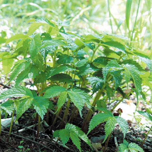 ●商品情報若芽はクセがなく、おひたし、和え物、酢の物、どんな料理にも合うのが魅力。●お届け状態：素掘苗●分類：多年草●収穫期：5〜8月●日照：半日陰●耐寒性：強