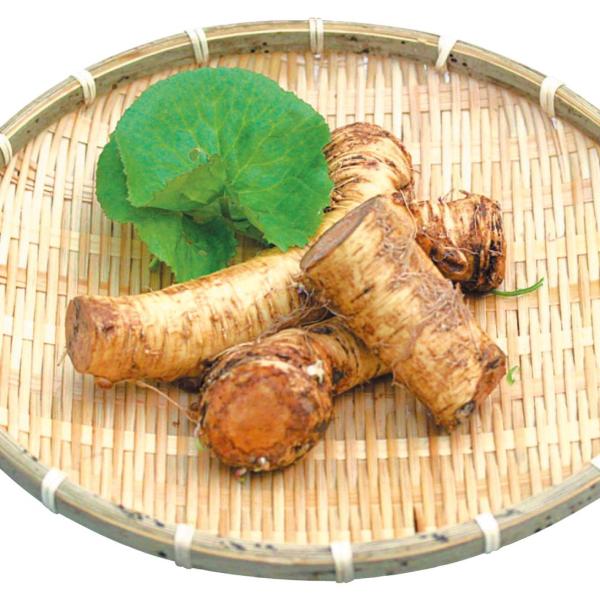 ●商品情報別名ホースラディッシュ。根をすりおろして薬味に。●お届け状態：素掘苗●分類：多年草●収穫期：秋〜早春●日照：日向・半日陰●耐寒性：強