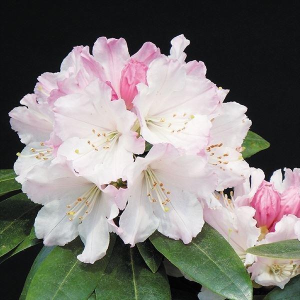 ●商品情報：シャクナゲシーパーローディーは、暑さに強く丈夫で強健なので、日本の気候と相性抜群で育てやすい!しかも花つき良く樹形がコンパクトで、鉢植えでもボリューム満点の花姿が楽しめます。桃色吐息は白地の弁先が桜色に染まる美花。ボリューム満点...