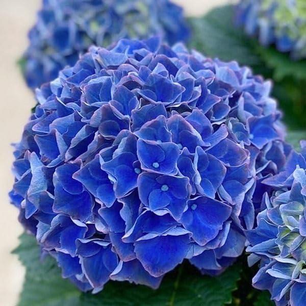 ●商品情報：咲き始めの緑花から徐々に鮮やかな青色に色づく美しいアジサイ! 花弁が丈夫で、深緑色のシックな秋色花も楽しめます。変化する花色を楽しめるマジカルシリーズ!! 花弁が厚く花が長もちで、上手に管理すると秋のアンティークカラーまで楽しめ...