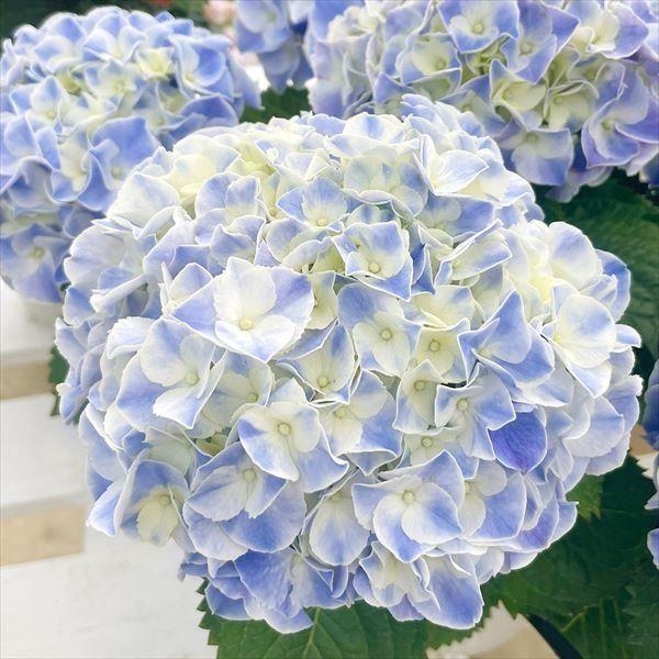 ●商品情報：ブルーのグラデーションが美しく爽やかで、梅雨の時期にぴったりな花色のアジサイです。変化する花色を楽しめるマジカルシリーズ!! 花弁が厚く花が長もちで、上手に管理すると秋のアンティークカラーまで楽しめる、衰え知らずのアジサイです。...