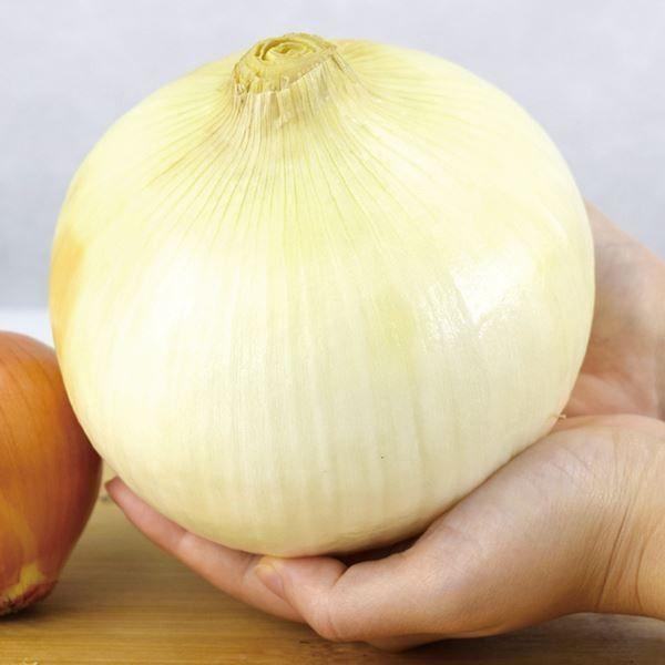 ●商品情報：食べ応え抜群! 1.3kg超えも!マルチ栽培により600g以上にもなる巨大品種。べと病に非常に強く玉揃い抜群!! ジューシーで美味しく様々な料理に最適です。●球重（約）：マルチ栽培600g以上●早晩性：中晩生（収穫5月中旬〜）●...