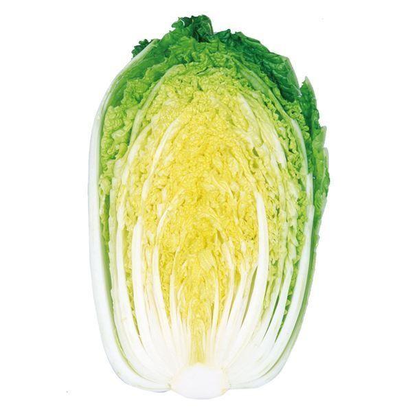 ●商品情報：栽培しやすく、家庭菜園に最適！ 葉質は極上で美味しく、鍋物や漬物等に。●球重（約）：2〜2.5kg●早晩性：早生●播種から収穫までの日数（約）：60日●お届け状態：種子●入り数の目安：5mlあたり約750〜1000粒※品種により...