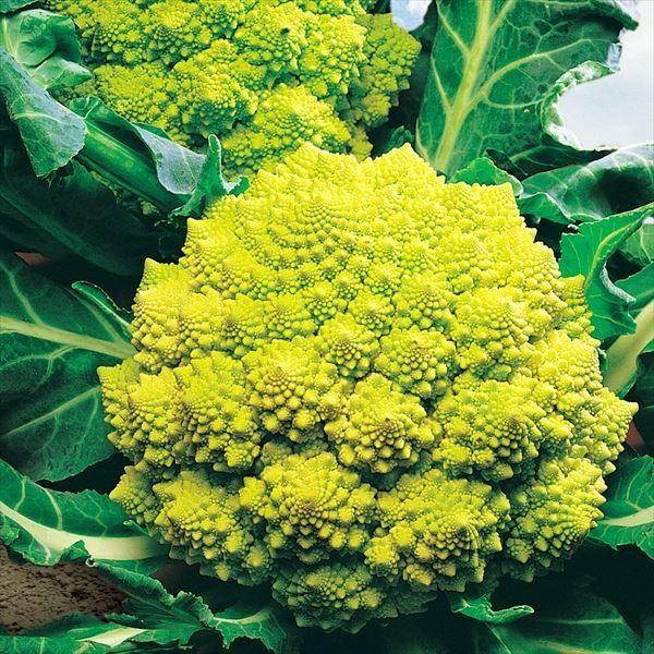 ●商品情報：カリフラワーの食感とブロッコリーの食味を兼ね備えた品種。定植後110〜120日で収穫期迎えます。花蕾部分は茹でると甘みを増し、芯の部分まで美味しく食べれます寒さに強く栽培しやすい。●収穫部分：頂花蕾収穫●頂花蕾重（約）：―●早晩...