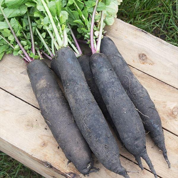 ●商品情報：サラダや炒め物に！真っ黒な外皮がインパクト抜群！果肉は純白で長さ20cmほどの円筒が特徴。ヨーロッパの在来種で、日本でもよく育ちます。●根長（約）：20cm●収穫までの日数（約）:60〜80日●お届け状態：種子●入り数：1.5g...