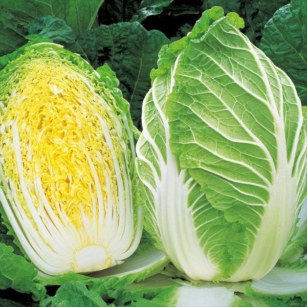 ●商品情報：耐病性が抜群！根こぶ病に幅広い耐病性を持ち、他の病害にも非常に強いハクサイです。球は、胴張りする砲弾型で、重さ3kg前後。全体に黄色がまわり、カットしたときの見栄えが良く、品質も◎。甘味がのりやすく、食味も抜群！トウ立ちが遅く、...