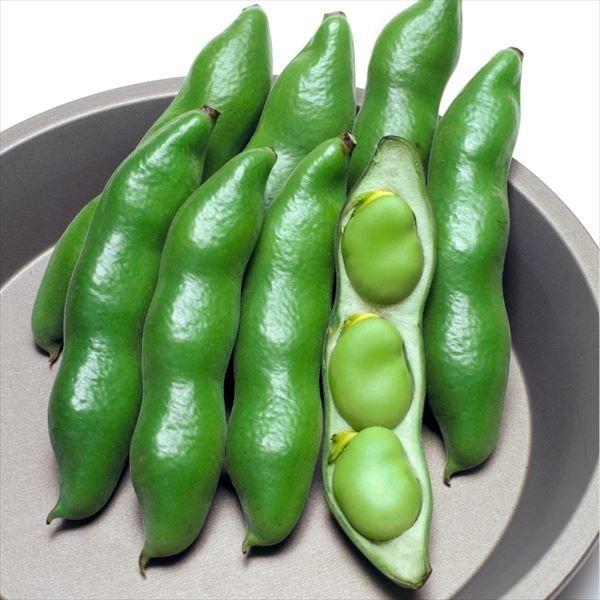 ●商品情報：多品種と比べてもわかるほど鮮やかな濃緑。大粒で3粒莢が多く、草勢旺盛で初心者にもおすすめの人気品種です。●お届け状態：種子●入り数の目安：30mlあたり（一寸系）約5〜10粒入り※品種により差があります。●発芽適温：15〜25℃...