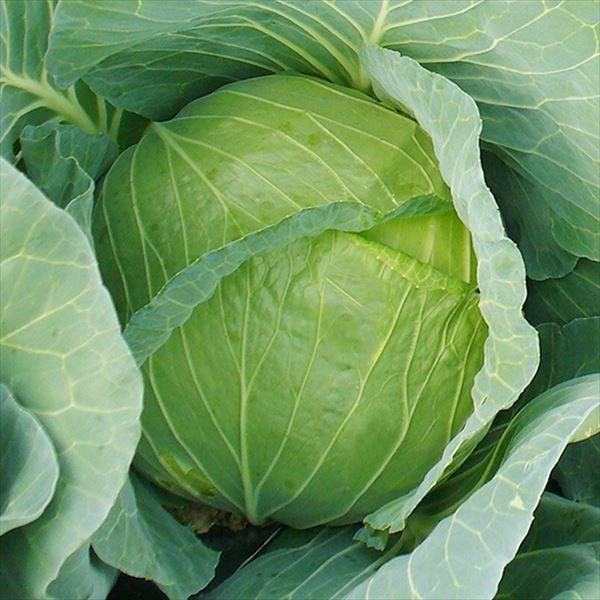 ●商品情報：ナント最高糖度13度！ とにかく甘い、そこらの果物よりも甘い高糖度キャベツ!! 草勢強く、病気にも強いため家庭菜でも育てやすい優秀品種。●球重（約）：1.5〜1.7kg ●早晩性：中生●定植から収穫までの日数（約）：―※種まきか...