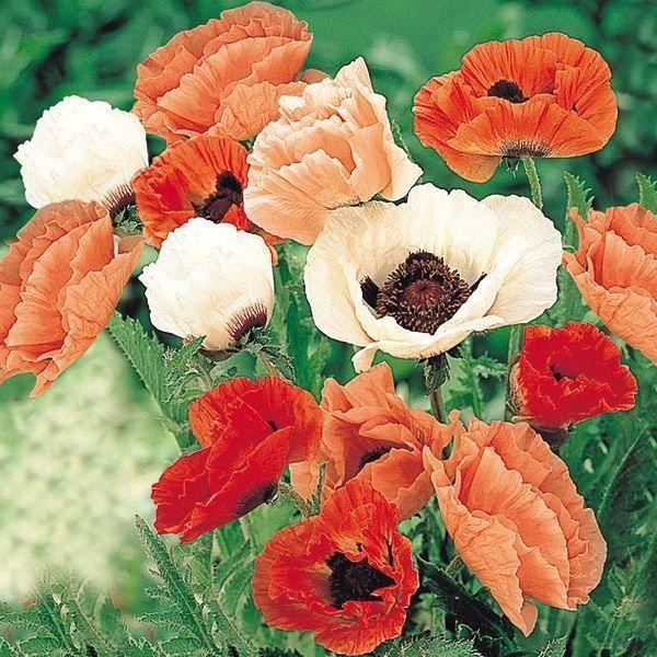 ●商品情報花姿が豪華！！   ●お届け状態種子   ●発芽適温 15〜20℃   ●分類1年草   ●開花時期5〜6月   ●草丈60〜100cm   ●栽培適地庭・鉢・切花   ●備考播種や植え付け後の栽培条件、天候等によりその結果が異な...