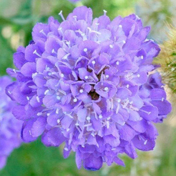 ●商品情報切花に   ●お届け状態種子   ●発芽適温 15〜20℃   ●分類1年草   ●開花時期6〜7月   ●草丈80cm   ●栽培適地庭・鉢・切花   ●備考播種や植え付け後の栽培条件、天候等によりその結果が異なることがあります...