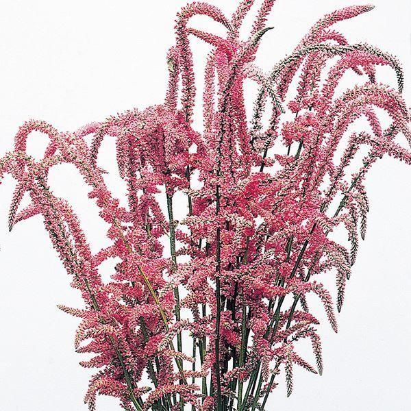 ●商品情報圧倒的な花数！サーモンピンクの花色が特徴でコンパクト！   ●お届け状態種子   ●分類1年草   ●開花期(約)7〜9月   ●草丈(約)40cm   ●用途庭・鉢・切花   ●備考・ご注意※種子の粒数はおおよその目安を記載して...