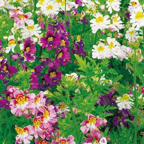 ●商品情報とても華やか●お届け状態種●分類1年草 ●花期(約)春●草丈(約)40cm●備考※種子の粒数は、目安を記載しております。実際の粒数と差異がありますが、ご了承ください。採種地の気候等の播種条件により粒状・大きさが異なる場合があります...