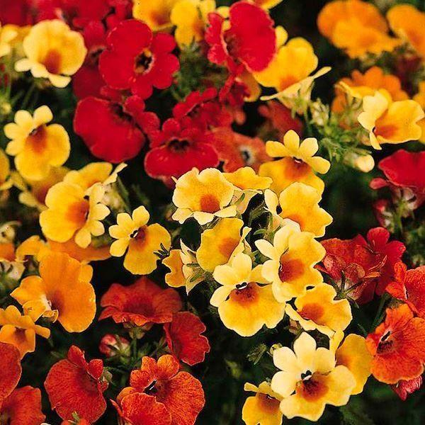 ●商品情報カラフルで賑やか●お届け状態種●分類1年草 ●花期(約)6〜10月●草丈(約)15〜20cm●備考※種子の粒数は、目安を記載しております。実際の粒数と差異がありますが、ご了承ください。採種地の気候等の播種条件により粒状・大きさが異...