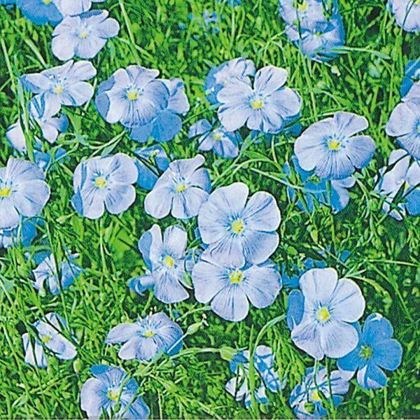●商品情報冷涼地で特によく育つ●お届け状態種●分類多年草 ●花期(約)5〜6月●草丈(約)50cm●備考※種子の粒数は、目安を記載しております。実際の粒数と差異がありますが、ご了承ください。採種地の気候等の播種条件により粒状・大きさが異なる...