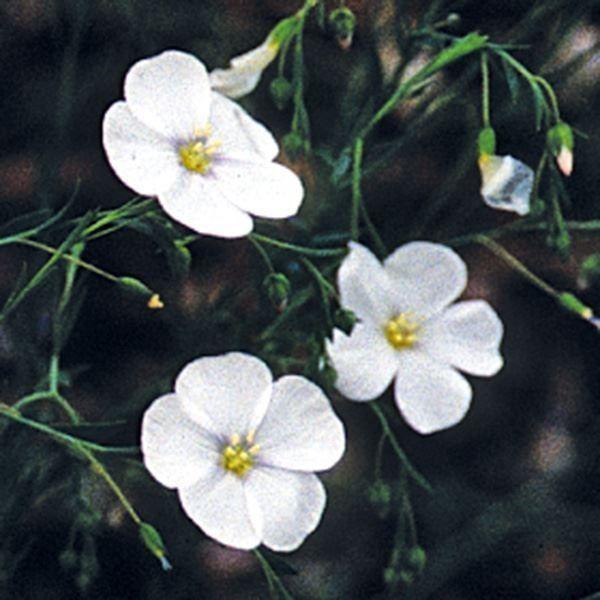 ●商品情報珍しい白花●お届け状態種●分類多年草 ●花期(約)5〜6月●草丈(約)50cm●備考※種子の粒数は、目安を記載しております。実際の粒数と差異がありますが、ご了承ください。採種地の気候等の播種条件により粒状・大きさが異なる場合があり...