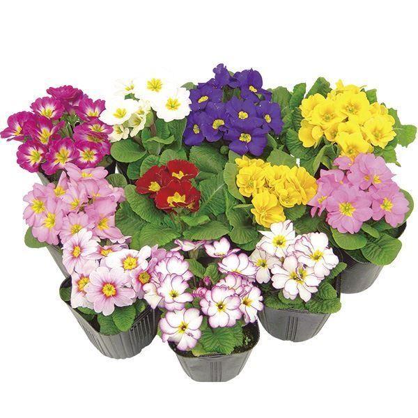 ●商品情報　冬から春にかけて開花し、発色良い鮮やかな花色!!   ●お届け状態種子   ●発芽適温 15〜20℃   ●分類1年草   ●開花時期12〜4月   ●草丈10cm   ●備考※種子の粒数は、目安を記載しております。実際の粒数と...