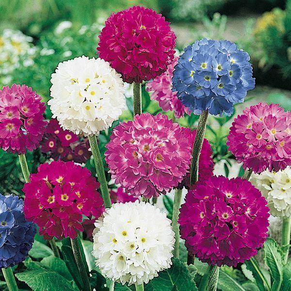 ●商品情報サクラソウと思えないようなまん丸の花形がとっても可愛い。   ●お届け状態種子   ●発芽適温(約)15〜20℃   ●分類1年草   ●開花期(約)4〜5月   ●草丈(約)20cm   ●栽培適地庭・鉢   ●備考播種や植え付...