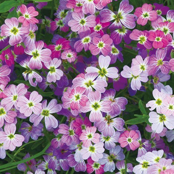 ●商品情報　花径2cmほどの小輪花で、白から徐々に桃・青へと色づきます。   ●お届け状態種子   ●発芽適温 15〜20℃   ●分類1年草   ●開花時期4〜6月   ●草丈20cm   ●備考※種子の粒数は、目安を記載しております。実...