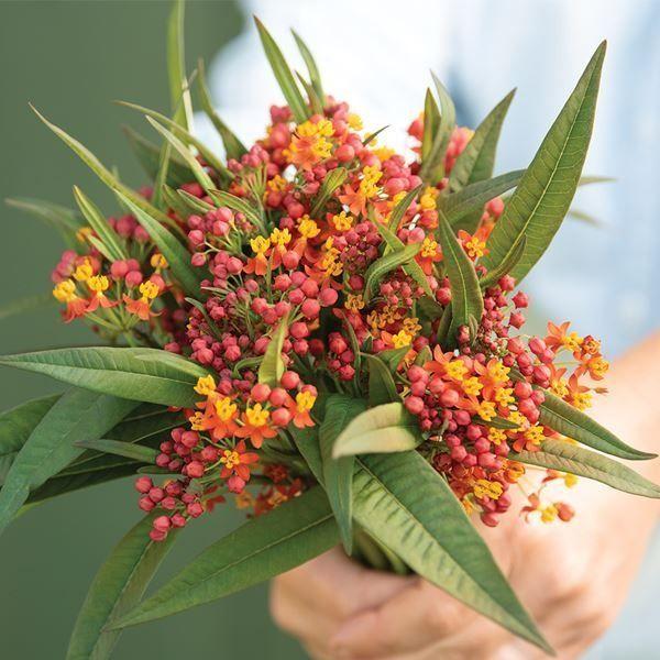 ●商品情報ユニークな花形が魅力で、蕾も花も可愛い切花向き多年草です。オレンジと黄色の花弁のコントラストが美しい。●発芽適温20℃●開花時期6〜9月●草丈100cm●分類多年草●用途庭・鉢・切花●備考※種子の粒数はおおよその目安を記載しており...