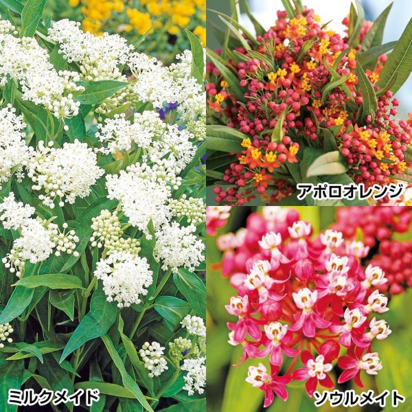 セット内容ミルクメイド・ソウルメイト・アポロオレンジ/各1袋●商品情報ユニークな花形が魅力で、蕾も花も可愛い切花向き多年草です。地植えでも越冬する耐寒性タイプで育てやすい。●発芽適温20℃●開花時期6〜9月●草丈100cm●分類多年草●用途...