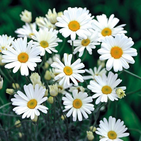 ●商品情報細長い真っ白な二重の花弁が可愛らしい。従来の品種よりも高い虫除け効果が期待できます!!●発芽適温20〜25℃●開花時期5〜6月●草丈60〜80cm●分類多年草●用途庭・鉢・切り花 ●備考※種子の粒数はおおよその目安を記載しておりま...