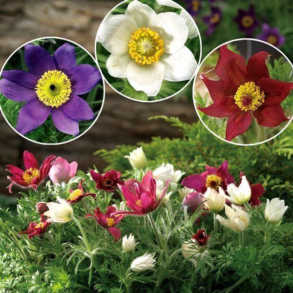 ●商品情報華やかな花姿に、シダのように細かく切れ込んだ葉が魅力的。●発芽適温20℃●開花時期3〜4月●草丈30cm●分類多年草●用途庭・鉢 ●備考※種子の粒数はおおよその目安を記載しております。実際の粒数とは多少差異がありますのでご了承下さ...