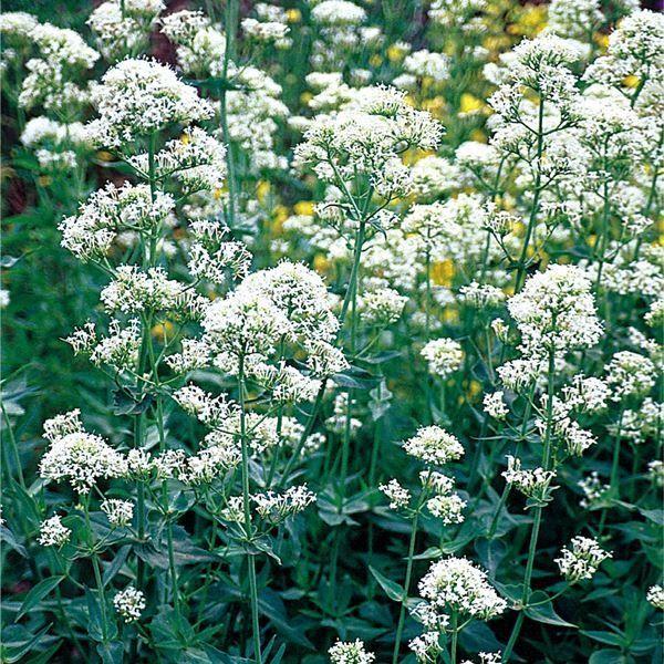 ●商品情報ヨーロパでは岩場などに自生するほど強健で、こぼれ種でも増えます。開花期が長い!!●発芽適温15〜20℃●開花時期5〜8月●草丈50〜80cm ●分類多年草●用途庭・鉢・切花●備考※種子の粒数はおおよその目安を記載しております。実際...