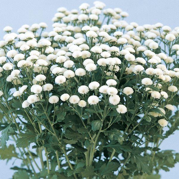 ●商品情報初夏にかわいらしい小菊に似た小輪の花をたくさん咲かせます。●発芽適温15〜20℃●開花時期4〜7月●草丈80〜90cm●分類多年草●用途庭・鉢・切花●備考※種子の粒数はおおよその目安を記載しております。実際の粒数とは多少差異があり...