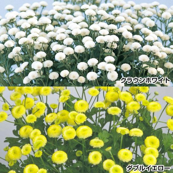セット内容ダブルイエロー・クラウンホワイト/各1袋●商品情報初夏にかわいらしい小菊に似た小輪の花をたくさん咲かせます。●発芽適温15〜20℃●開花時期4〜7月●草丈ダブルイエロー　50〜70cmクラウンホワイト　80〜90cm●分類多年草●...