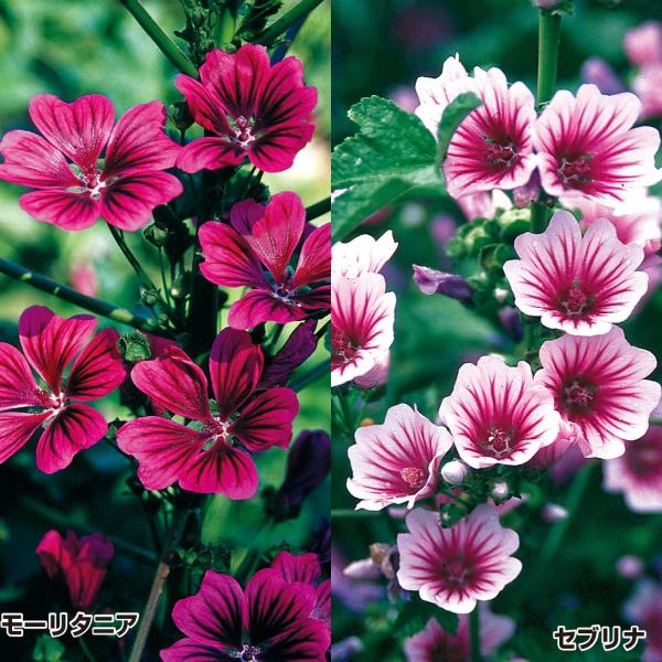 ●商品情報セブリナとモーリタニアのセット。セブリナ：淡桃色の花弁に、紫色の筋が入る美色花が次々と咲き、とても美しく華やか。開花期間が長く、強健で育てやすい!モーリタニア：花径３〜４ｃｍで、艶やかな濃赤紫の花は見事。花つきよく、開花期間が長い...