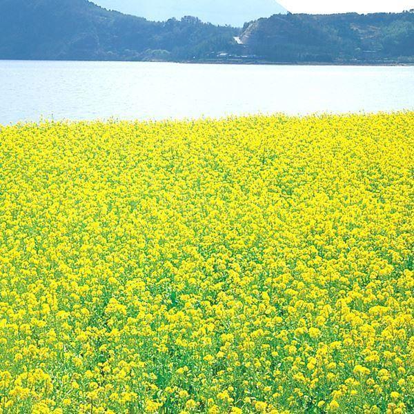 ●商品情報春の風景に欠かせない菜の花! 水田の裏作に用いると、水稲作の抑草効果が高く、除草剤の節約にも繋がると言われています。   ●お届け状態 種   ●分類 1年草   ●開花期 3〜5月   ●草丈60〜150cm   ●発芽適温18...