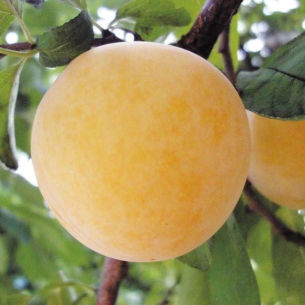 ●商品情報：山形県村山地方に古くから伝わる秘蔵の名もなき美味スモモ。糖度約14度と甘〜く、溢れるほどに果汁たっぷり!  喉の渇きをスッと癒してくれるどこか懐かしい夏のごちそうです。果重約120g。●お届け状態：接木1年生根巻苗●分類：落葉樹...