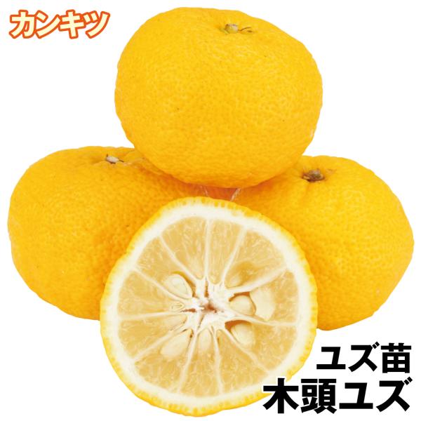 ●商品情報:徳島県旧木頭村で選抜された、大果で豊産性のユズ。酸味が強い果汁は、鍋料理などにも最高にマッチします! ●お届け状態:接木1年生根巻苗●分類:常緑樹●収穫期(約):8〜12月●生長後の樹高(約):2.5〜3m●日照:日なた●耐寒性...