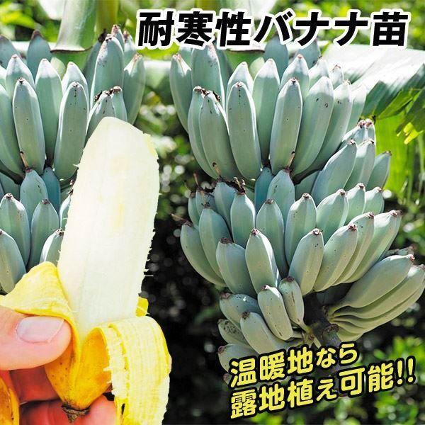 ●商品情報:関東以西の温暖地なら露地植え可能なバナナ!!  味は「アイスクリーム」＋「バナナ」＝「アイスクリームバナナ」。見た目は一見普通のバナナ。皮をむいてパクっと一口、「! ?、バナナアイス？？」と驚愕。バニラ風味の果肉は、もちもちとし...