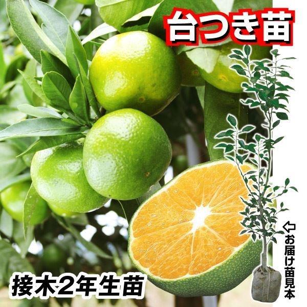 ●商品情報:他の早生温州みかんより減酸が早い、極早生温州みかん。8月末にもう酸が抜けて、なんと糖度12度の甘さ! 鈴なりにたくさん結実されると、品質の良い美味しい果実が収穫できます。果皮が2〜3分程度着色した頃が食べ頃です。【台つき苗とは】...